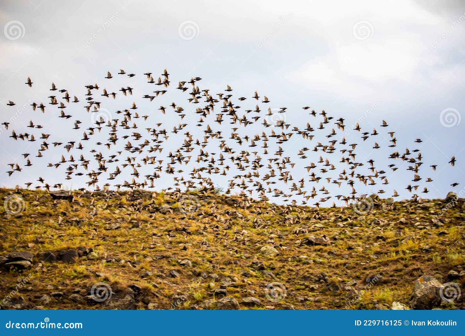 Large Flock of Birds Migrating for Winter at Day Stock Image - Image of ...