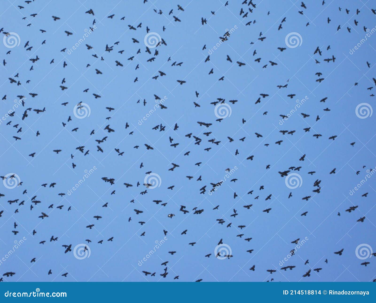A Large Flock of Black Birds Against the Blue Sky. Stock Photo - Image ...