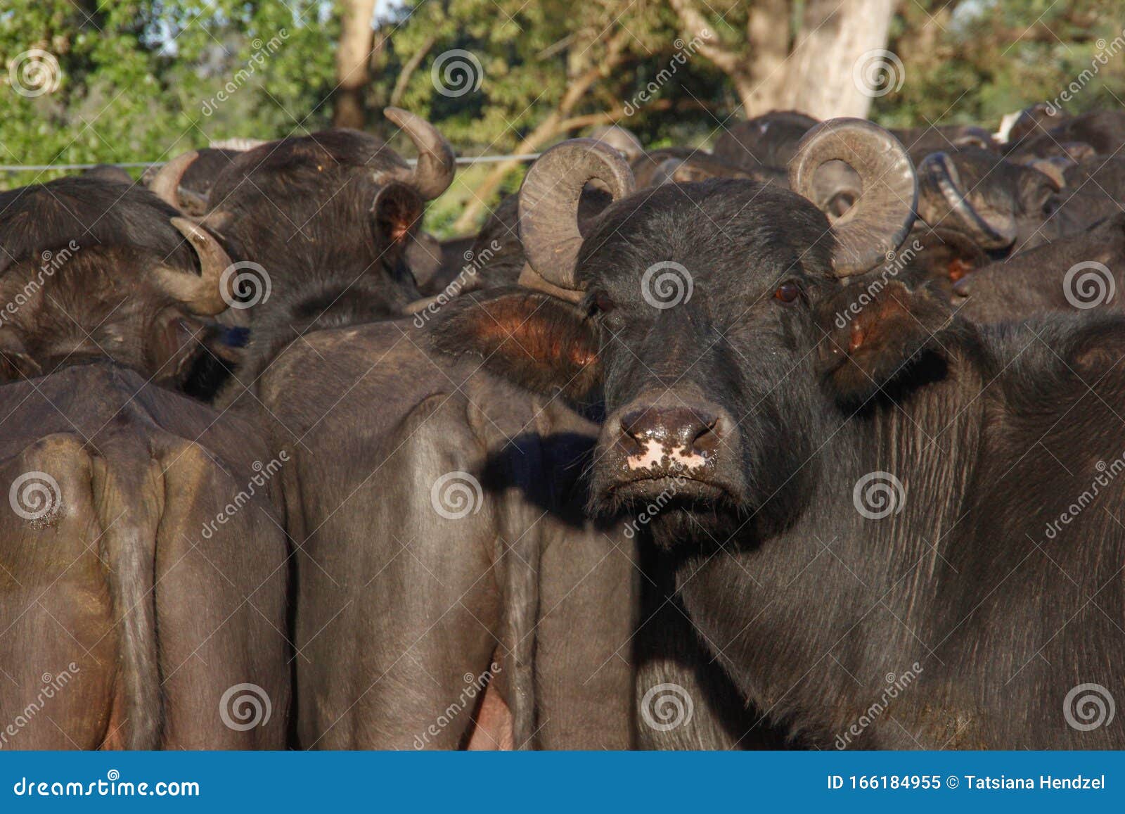 Large Flock of Black Buffalos with Large Horns on a Farm in Brazil ...