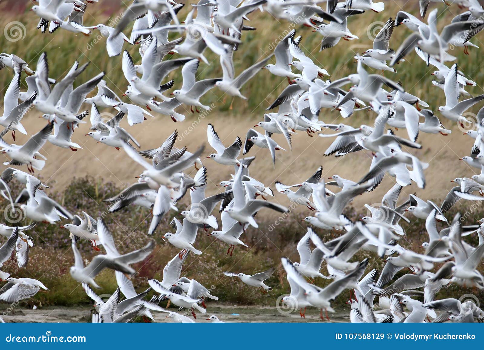 A Large Flock of Black-headed Gulls Stock Image - Image of hungry ...