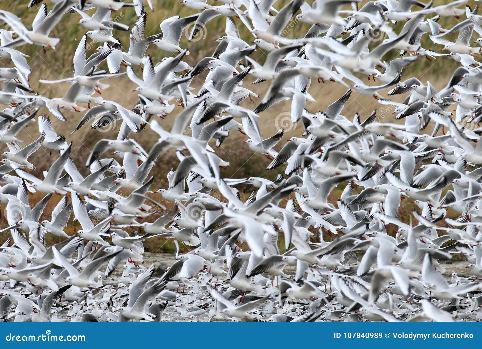 A Large Flock of Black-headed Gulls Stock Image - Image of sand, flight ...