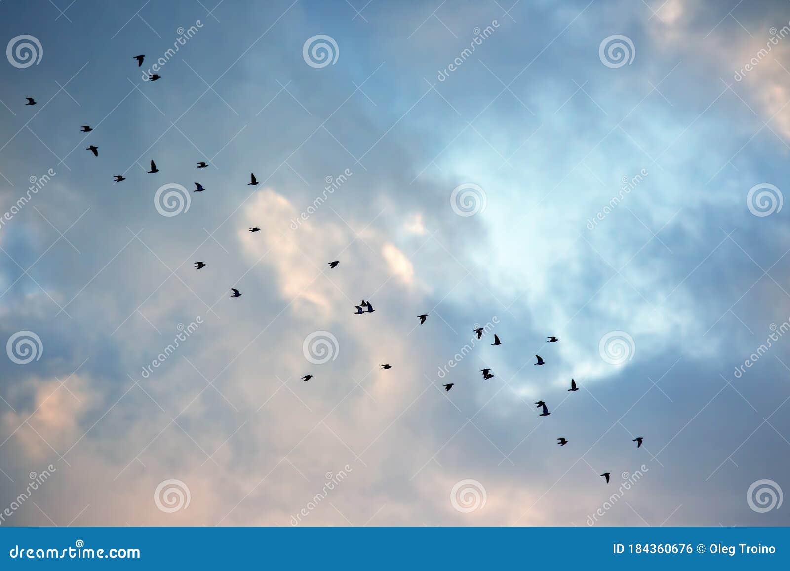 Large Flock of Black Ravens Flies in the Sky. Migration of Birds To ...