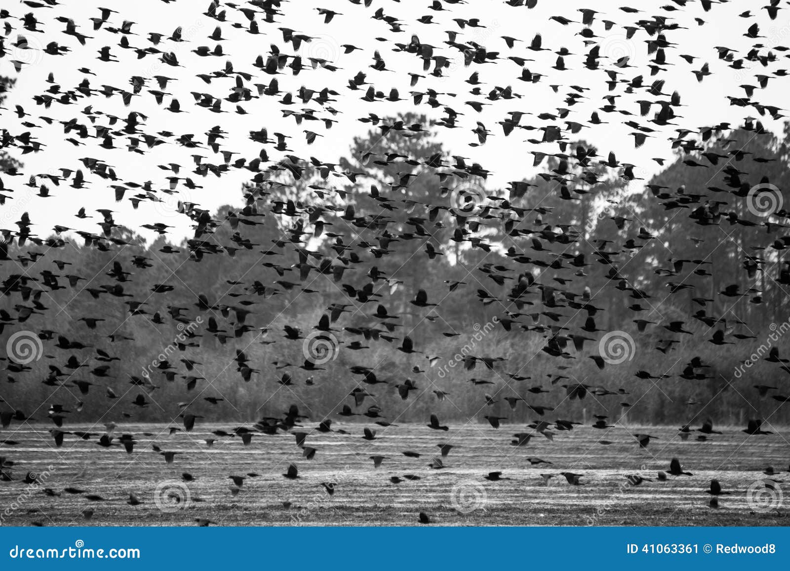 Large Flock of Blackbirds stock image. Image of winged - 41063361