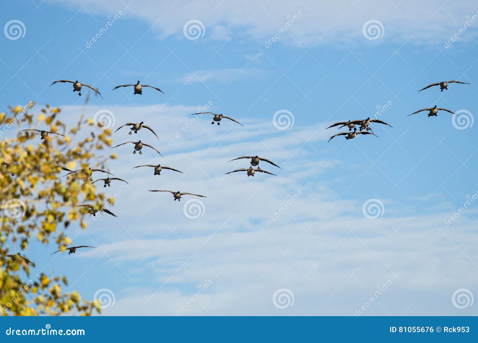 Large Flock of Canada Geese Coming in for a Landing Stock Photo - Image ...