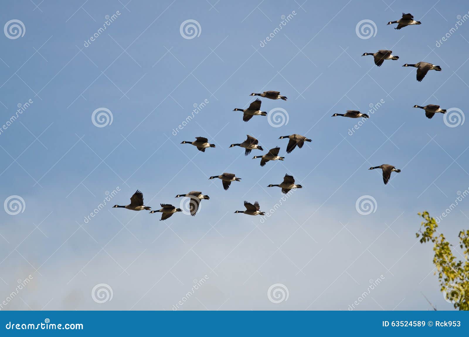 Large Flock of Canada Geese Flying in a Blue Sky Stock Image - Image of ...