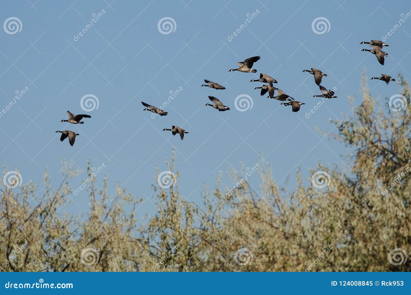 Flock of Canada Geese Flying Low Over the Marsh Stock Image - Image of ...