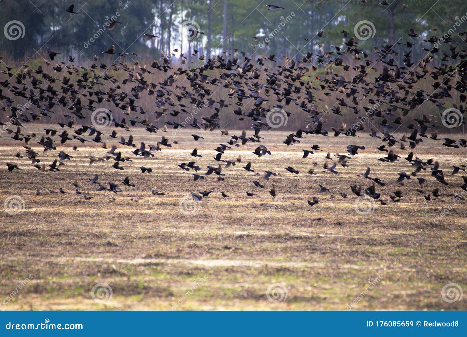 Large Flock of Common Blackbirds Stock Image - Image of wings, bird ...