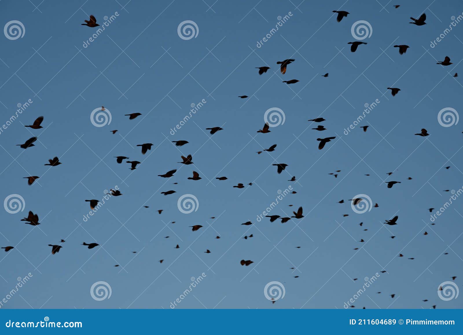 Large Flock of Common Grackles in Flight Stock Image - Image of feather ...