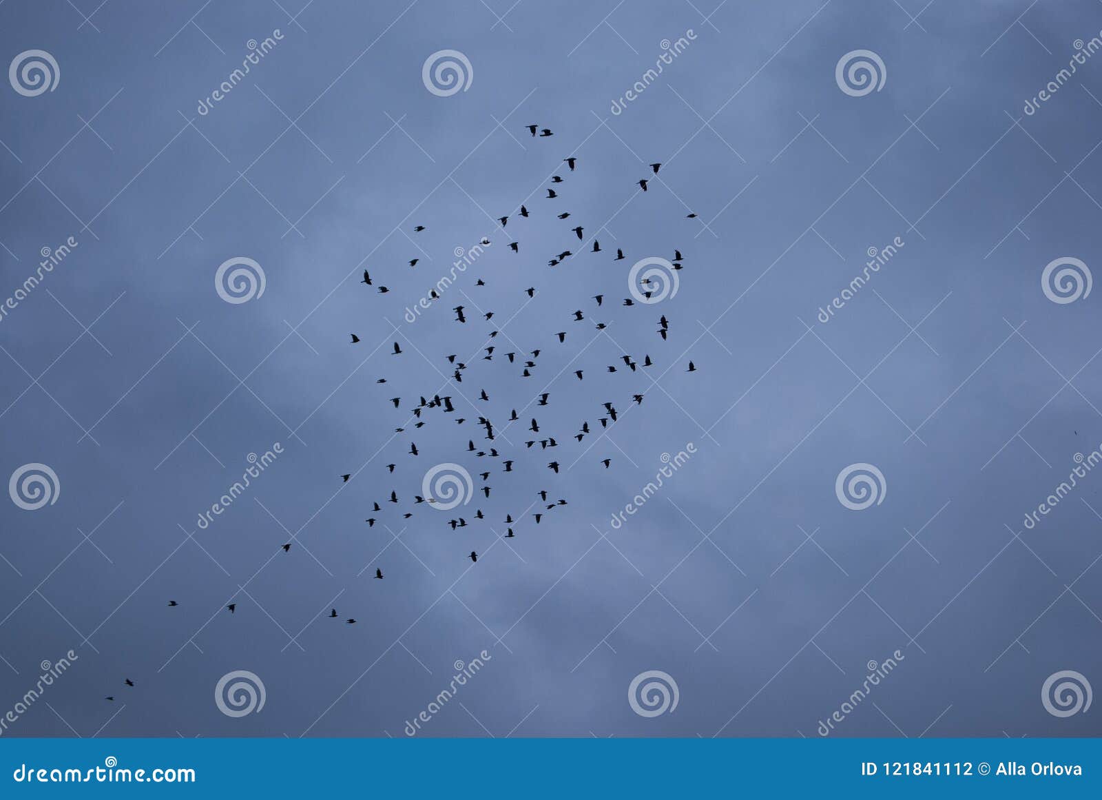 A Large Flock of Crows in the Background of a Sky Stock Photo - Image ...