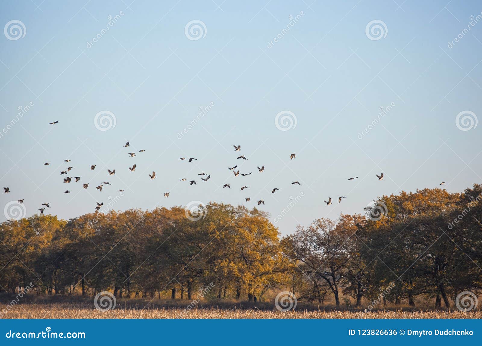 A Large Flock of Crows Flew To the Field in Search of Food Stock Photo ...