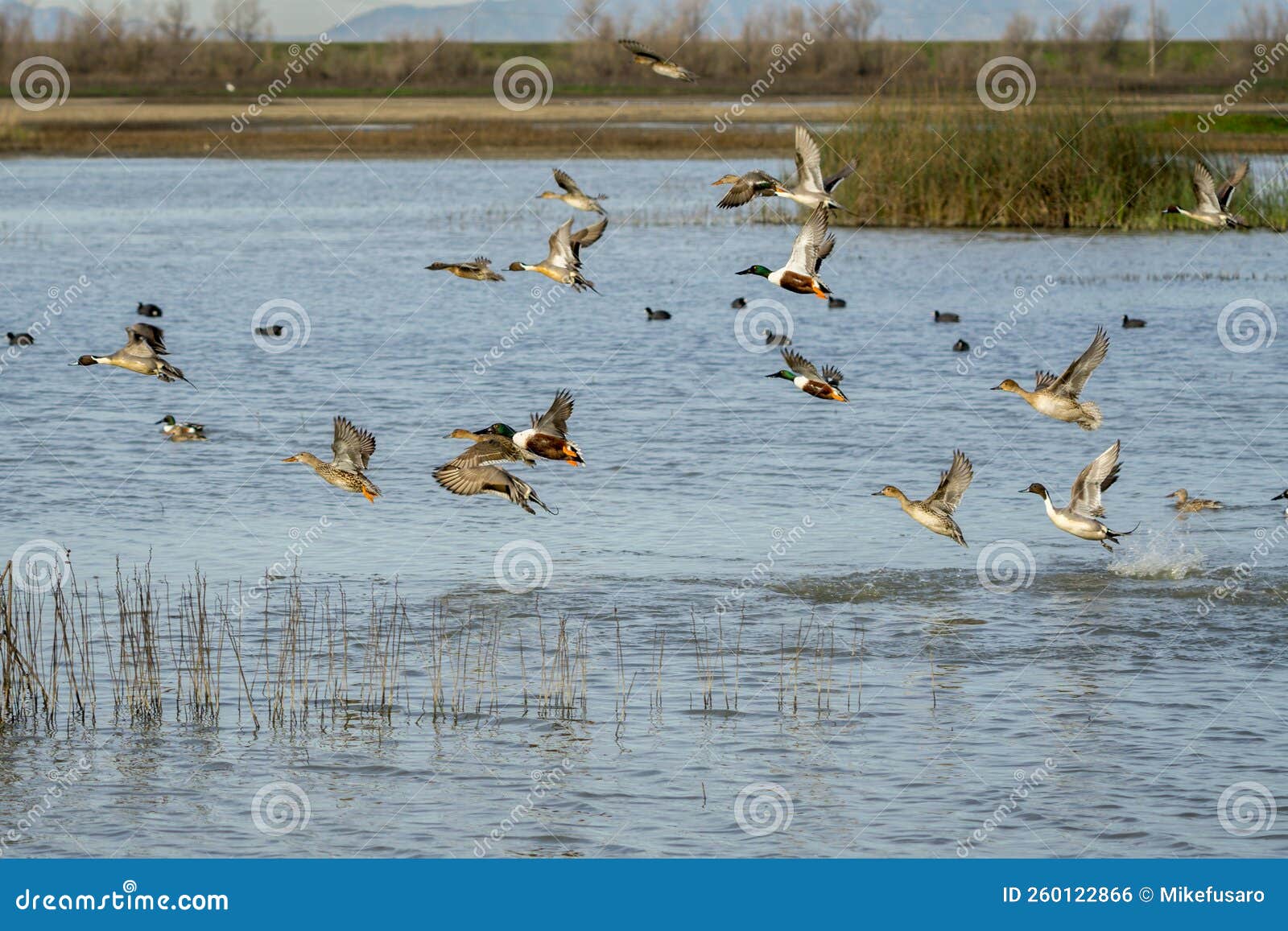Large Flock of Ducks Taking Flight Stock Photo - Image of habitat ...
