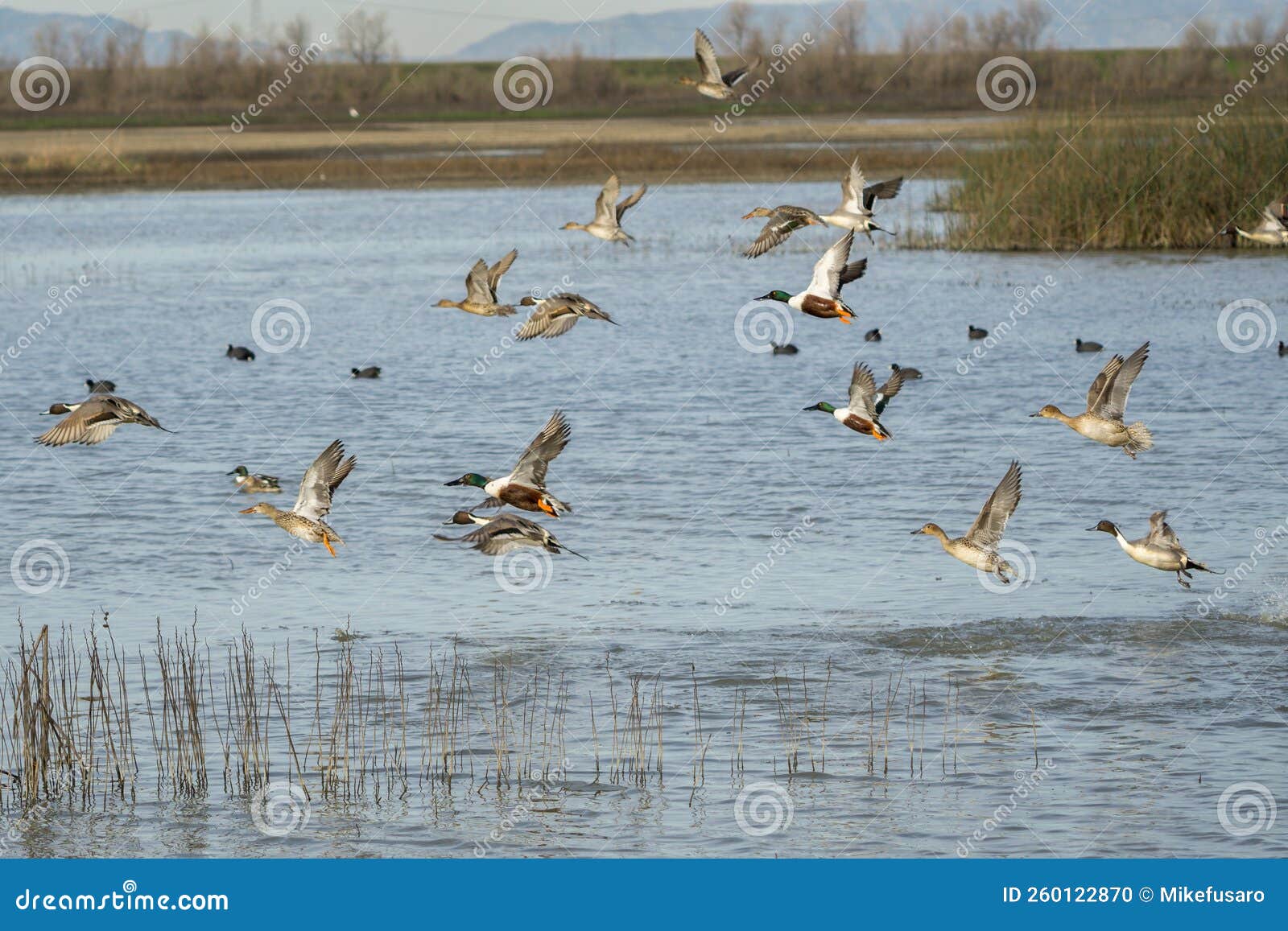 Large Flock of Ducks Taking Flight Stock Photo - Image of large, ducks ...