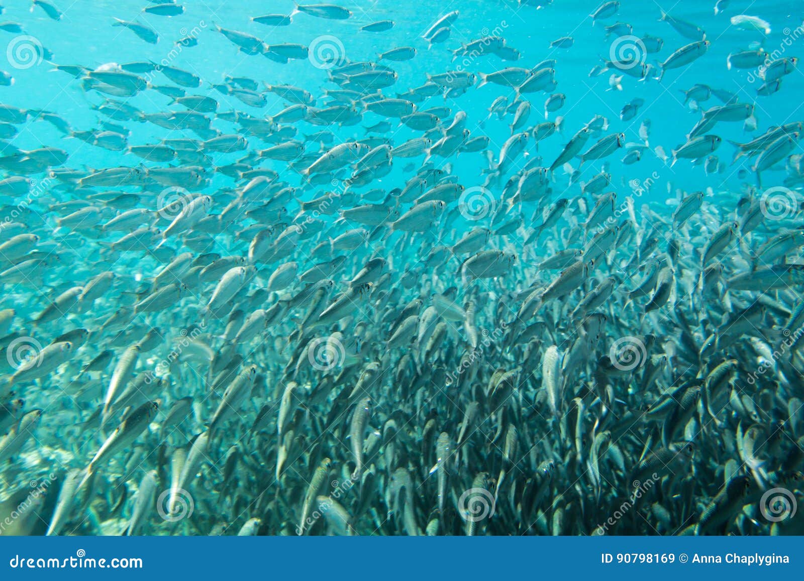 A Large Flock of Fish in the Ocean. Stock Image - Image of exotic ...