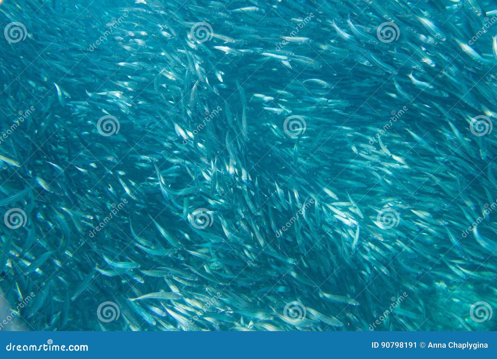 Large Flock of Fish in Ocean. Stock Image - Image of bait, water: 90798191