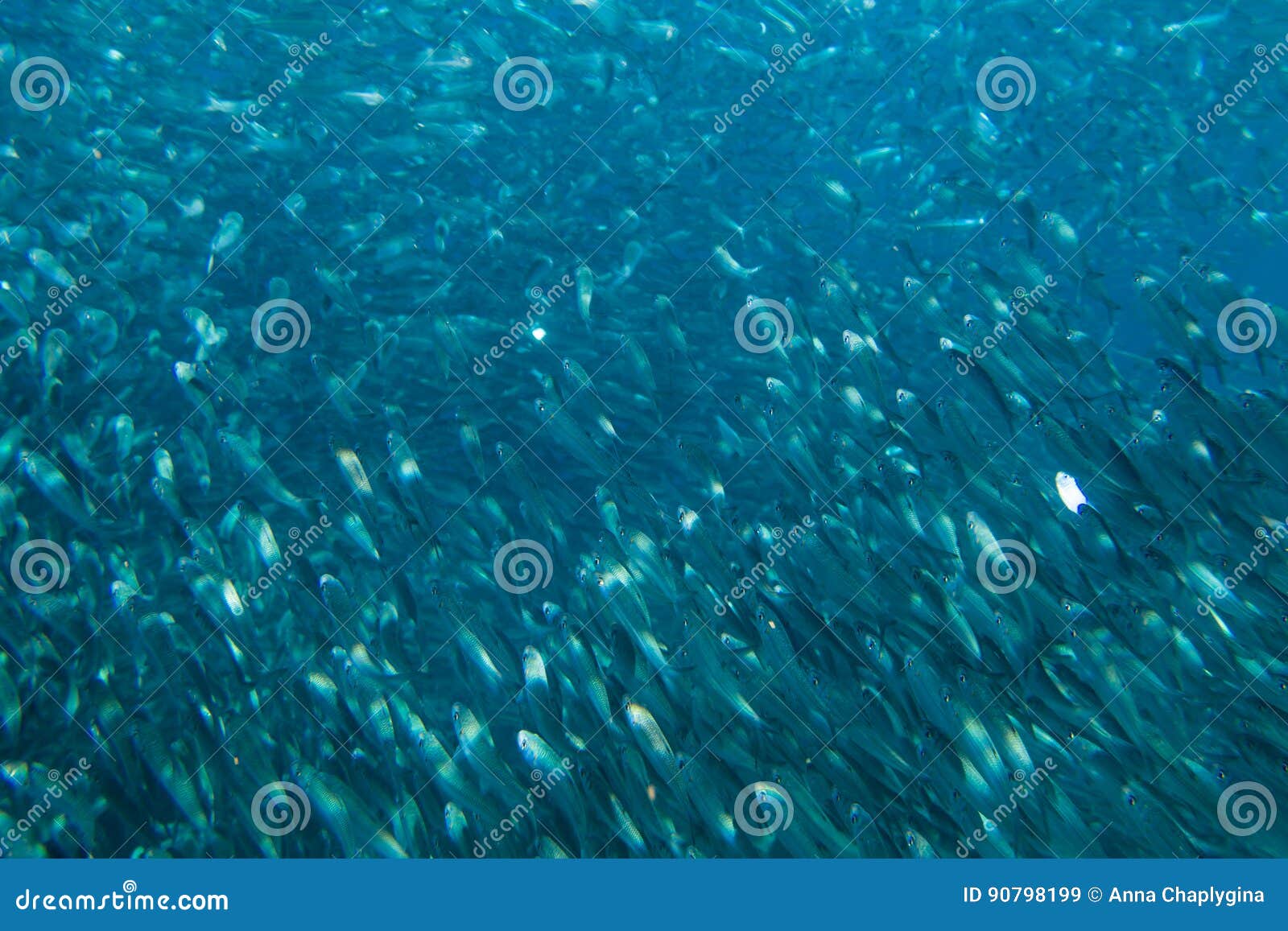 A Large Flock of Fish in the Ocean. Stock Image - Image of fish, ocean ...