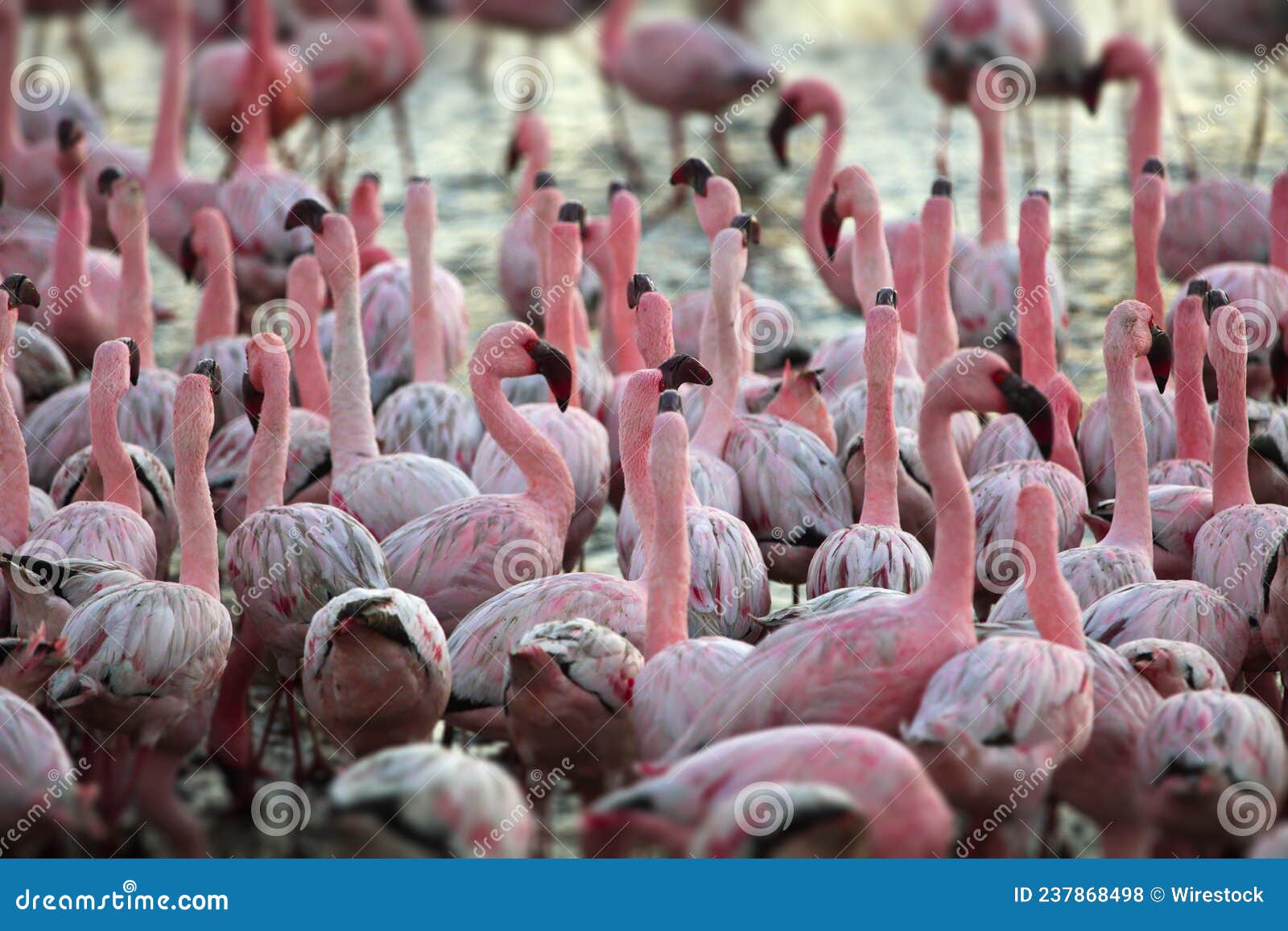 Large Flock of Flamingoes on the Shore of Namibia Stock Photo - Image ...