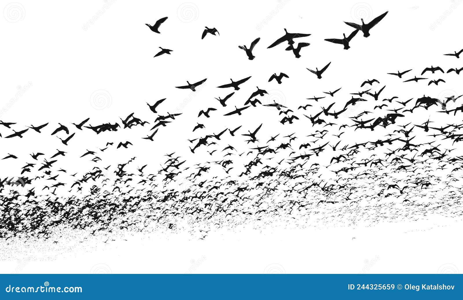 Large Flock Of Pelicans Sea Birds On Beautiful Beaches Of Gold Stock ...