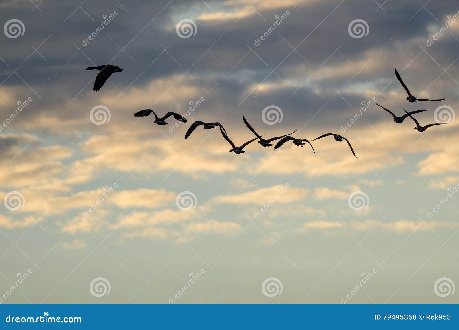 Large Flock of Geese Flying in the Beautiful Sunset Sky Stock Photo ...