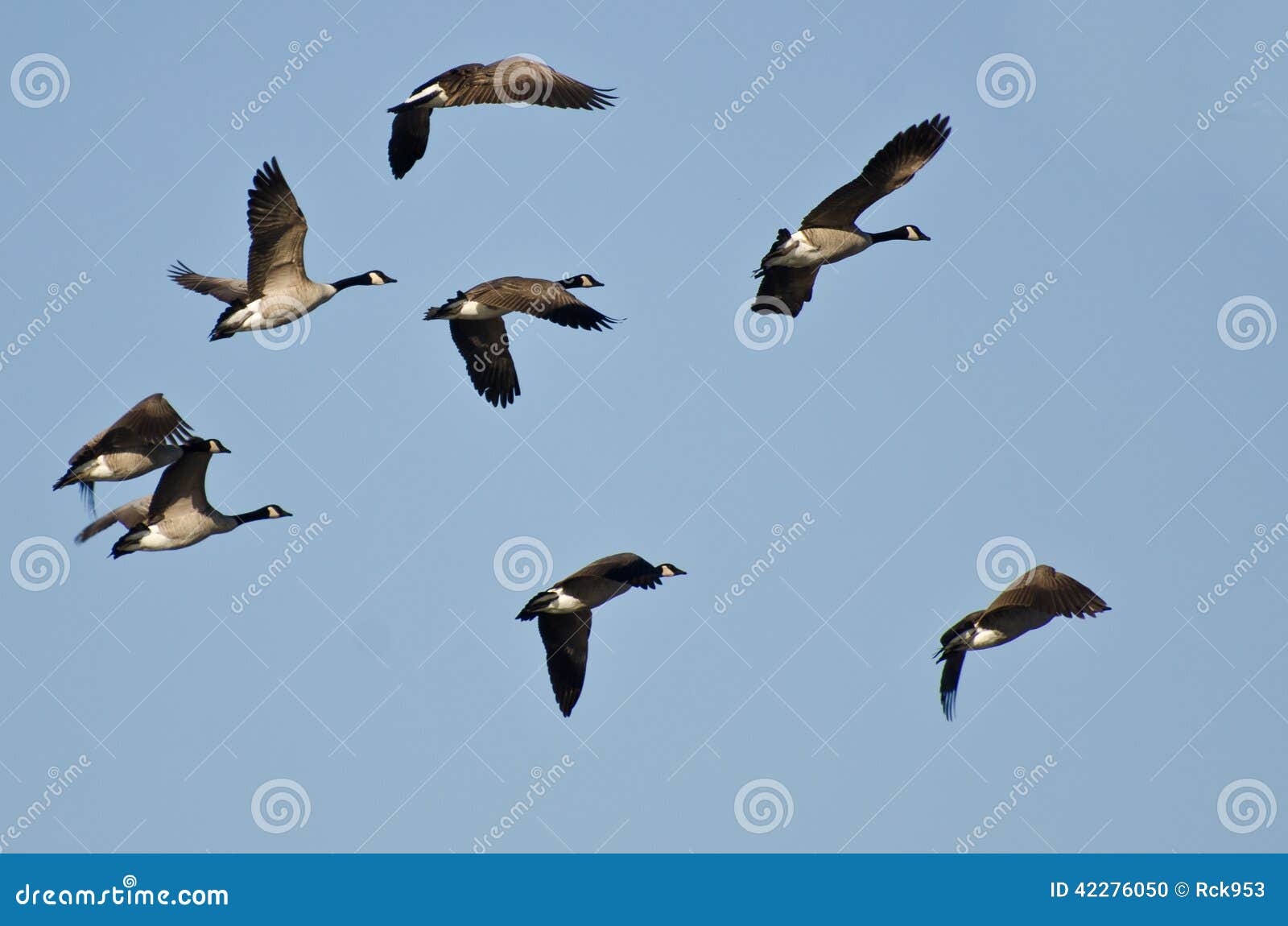 Large Flock of Geese Flying in Blue Sky Stock Photo - Image of large ...