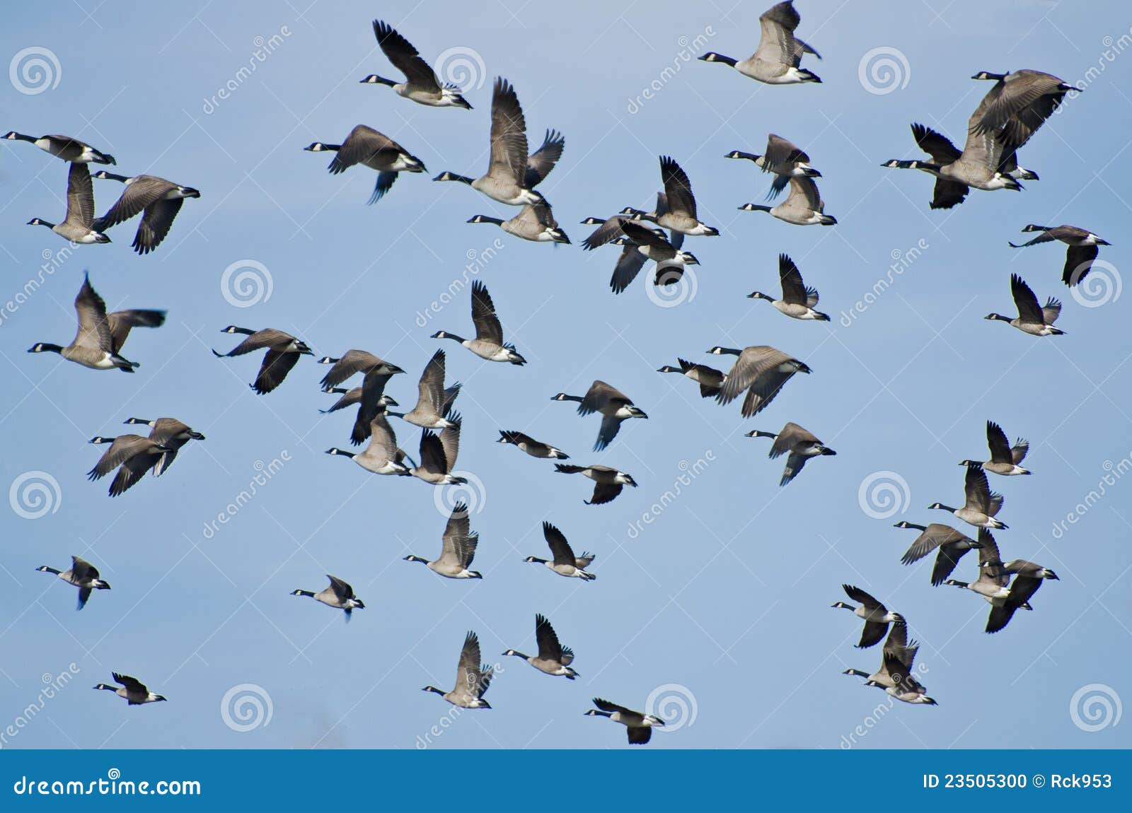 Large Flock of Geese Taking Flight Stock Photo - Image of soaring ...