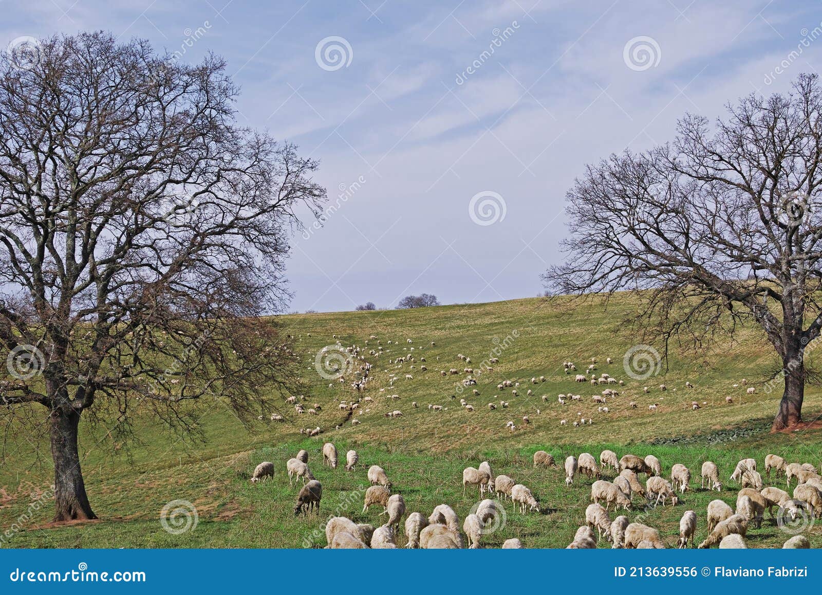 Large Flock of Grazing Sheep Stock Photo - Image of breeding, italy ...