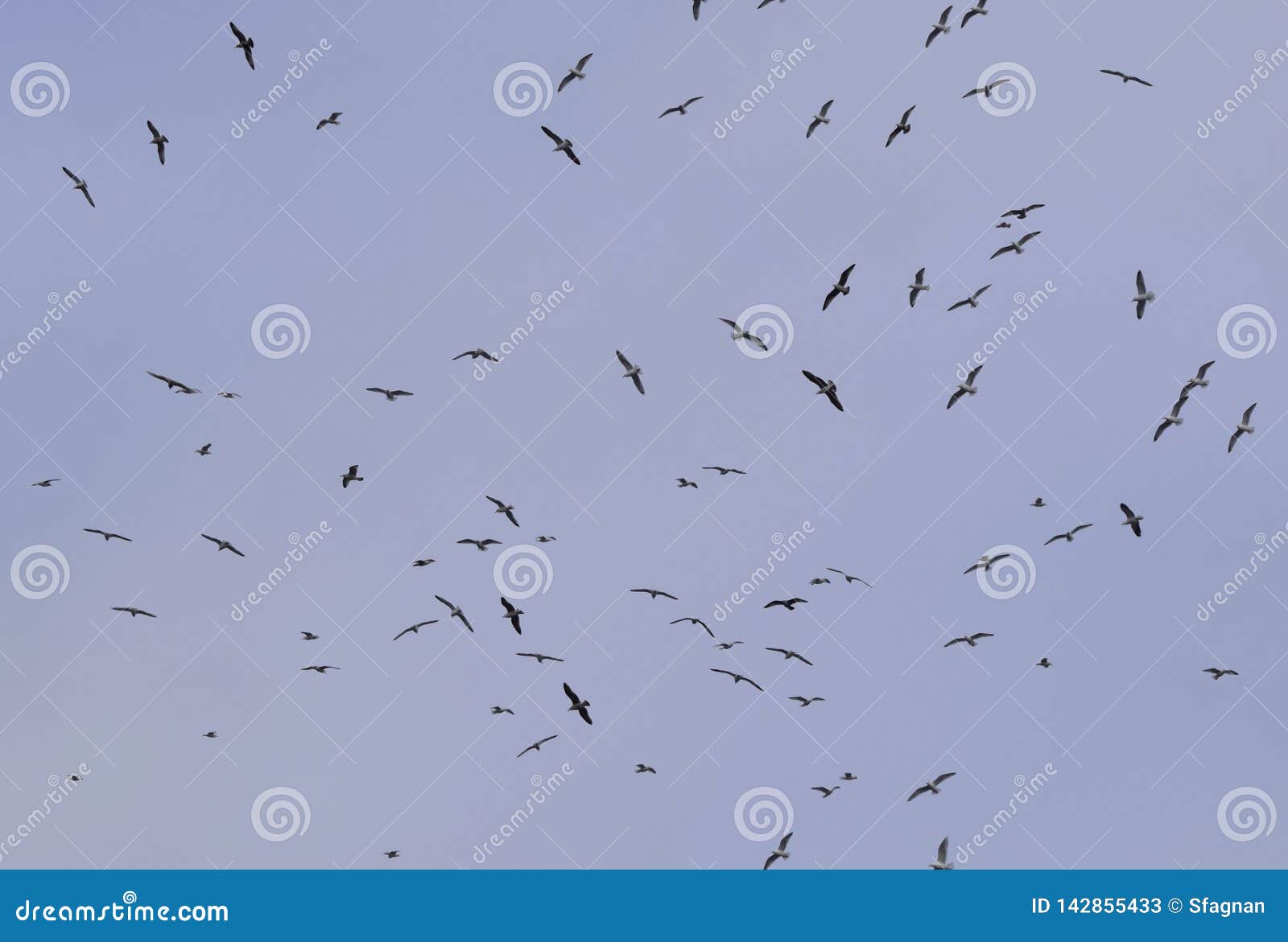 Flock of gulls flying stock image. Image of nature, gulls - 142855433