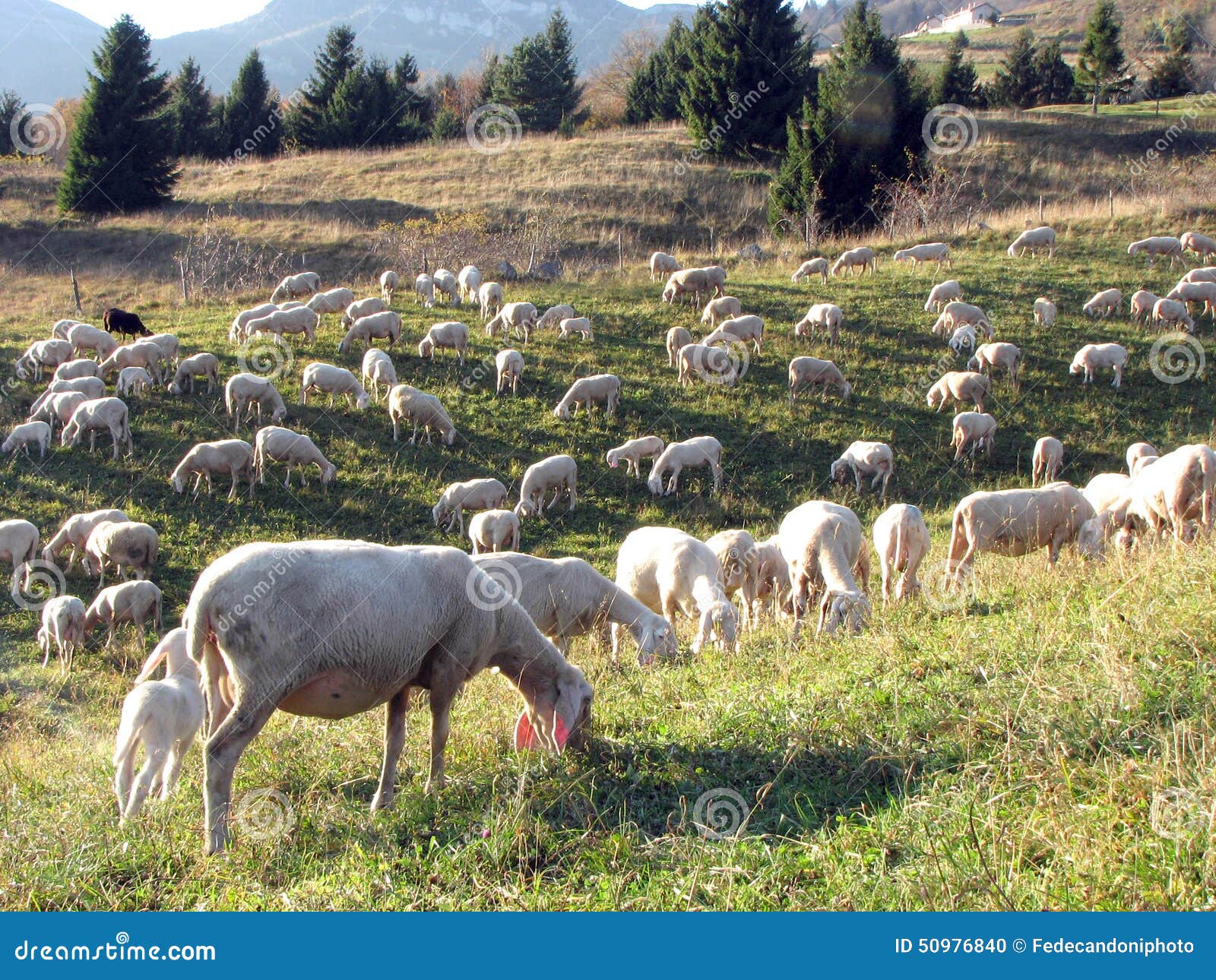 Large Flock with Many Sheep Grazing in the Mountain Stock Photo - Image ...