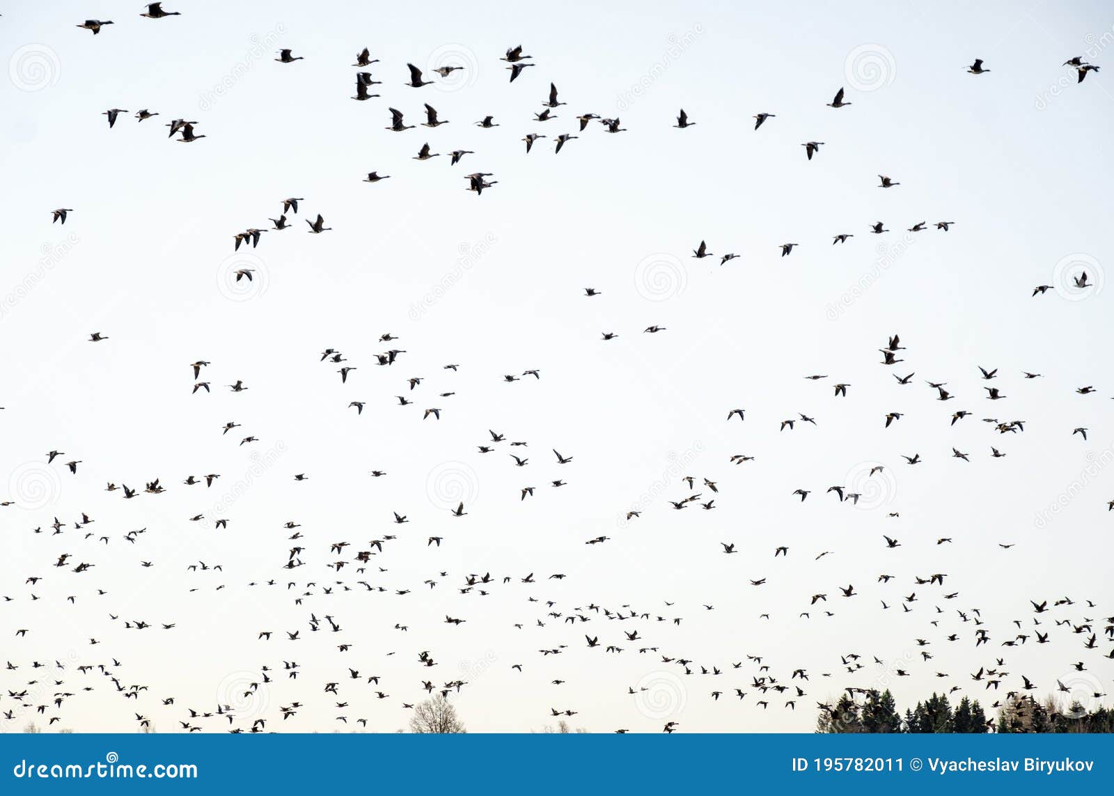 Large Flock of Migratory Birds in Estonia Stock Image - Image of flying ...