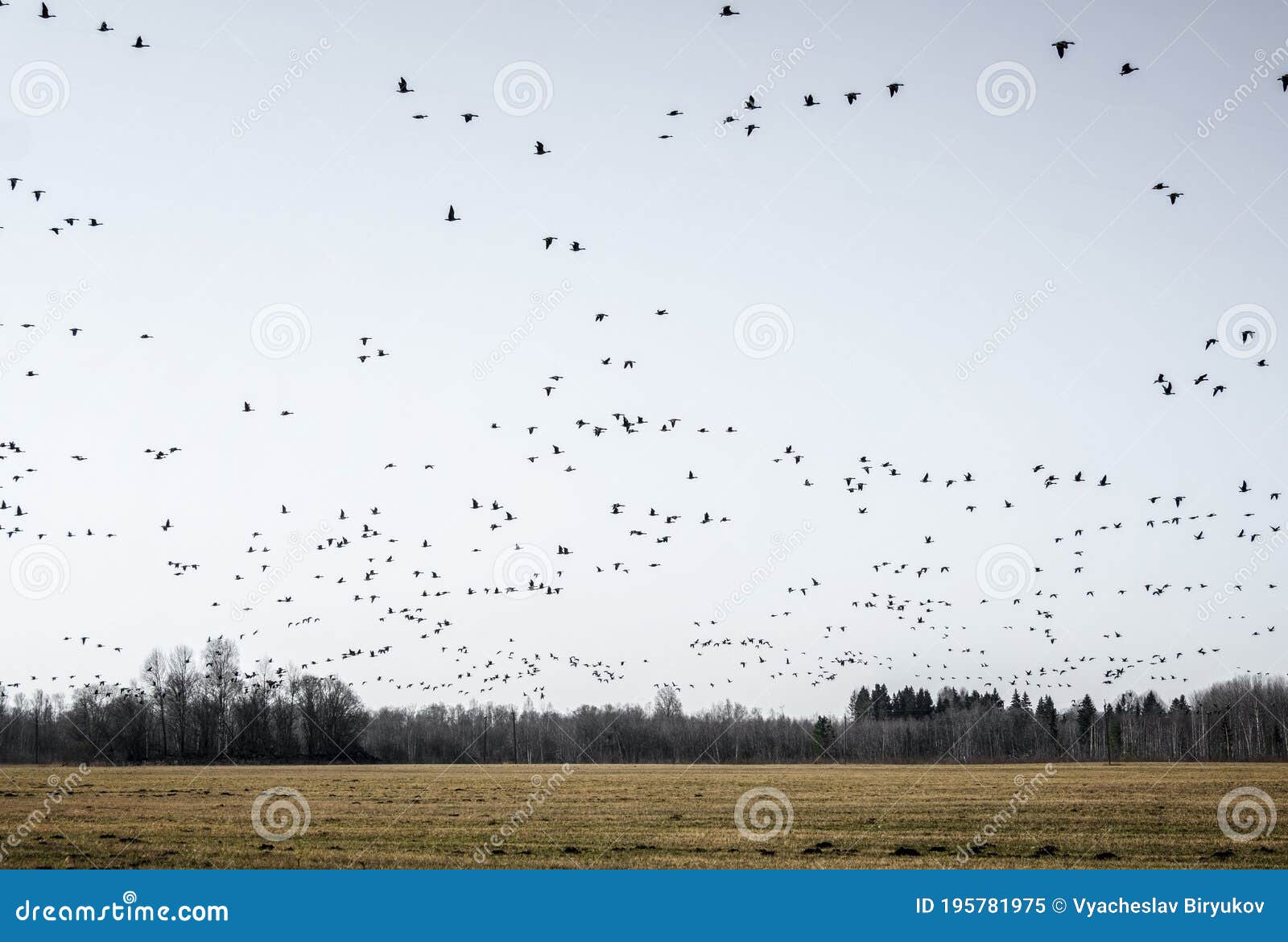 Large Flock of Migratory Birds Over a Field in Estonia Stock Image ...
