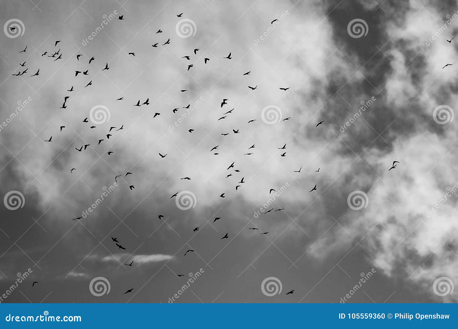 A Large Flock of One Hundred Crows Flying To Roost Stock Photo - Image ...