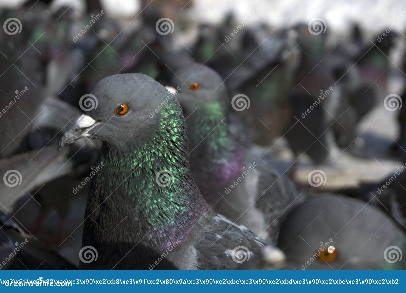Large Flock of Pigeons Closeup Stock Photo - Image of environment ...