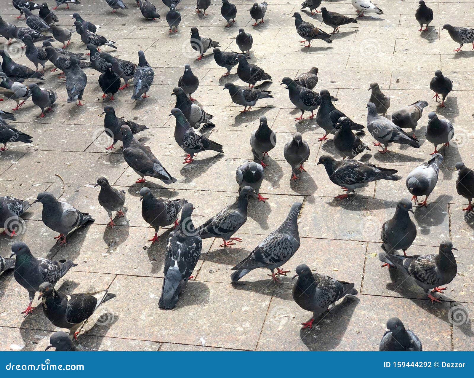 Large Flock of Pigeons Feeding in the City Square Stock Photo - Image ...