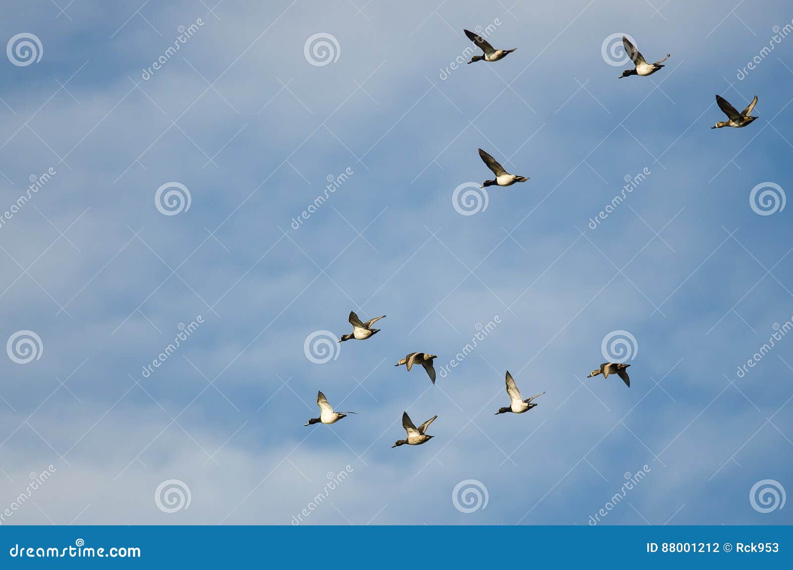 Large Flock of Ring-Necked Ducks Flying in a Blue Sky Stock Photo ...