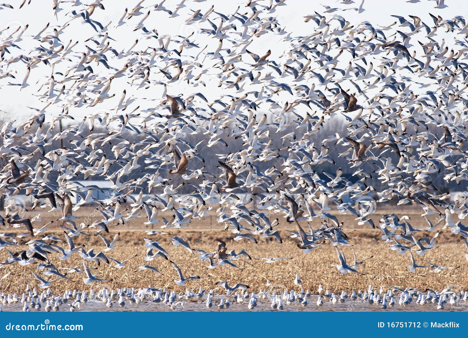 Large Flock of Seagulls stock photo. Image of mass, flight - 16751712
