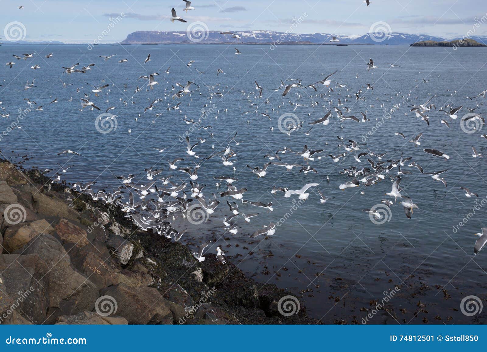 Large Flock of Seagulls Feeding Stock Image - Image of birds, seaside ...
