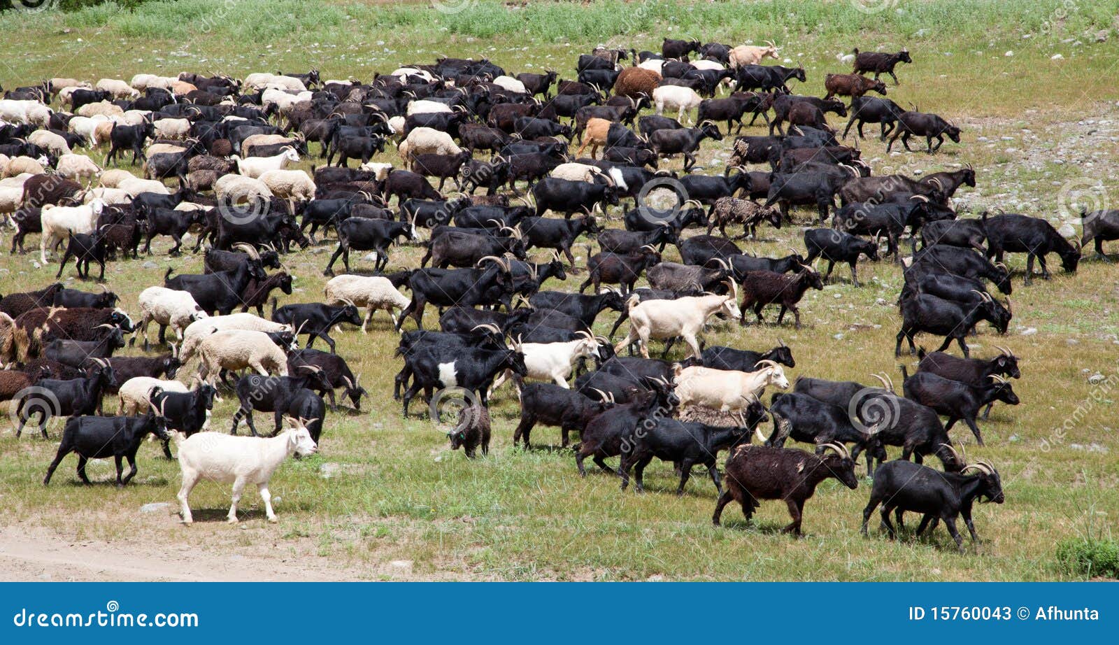 A large flock of sheep stock image. Image of herd, group - 15760043