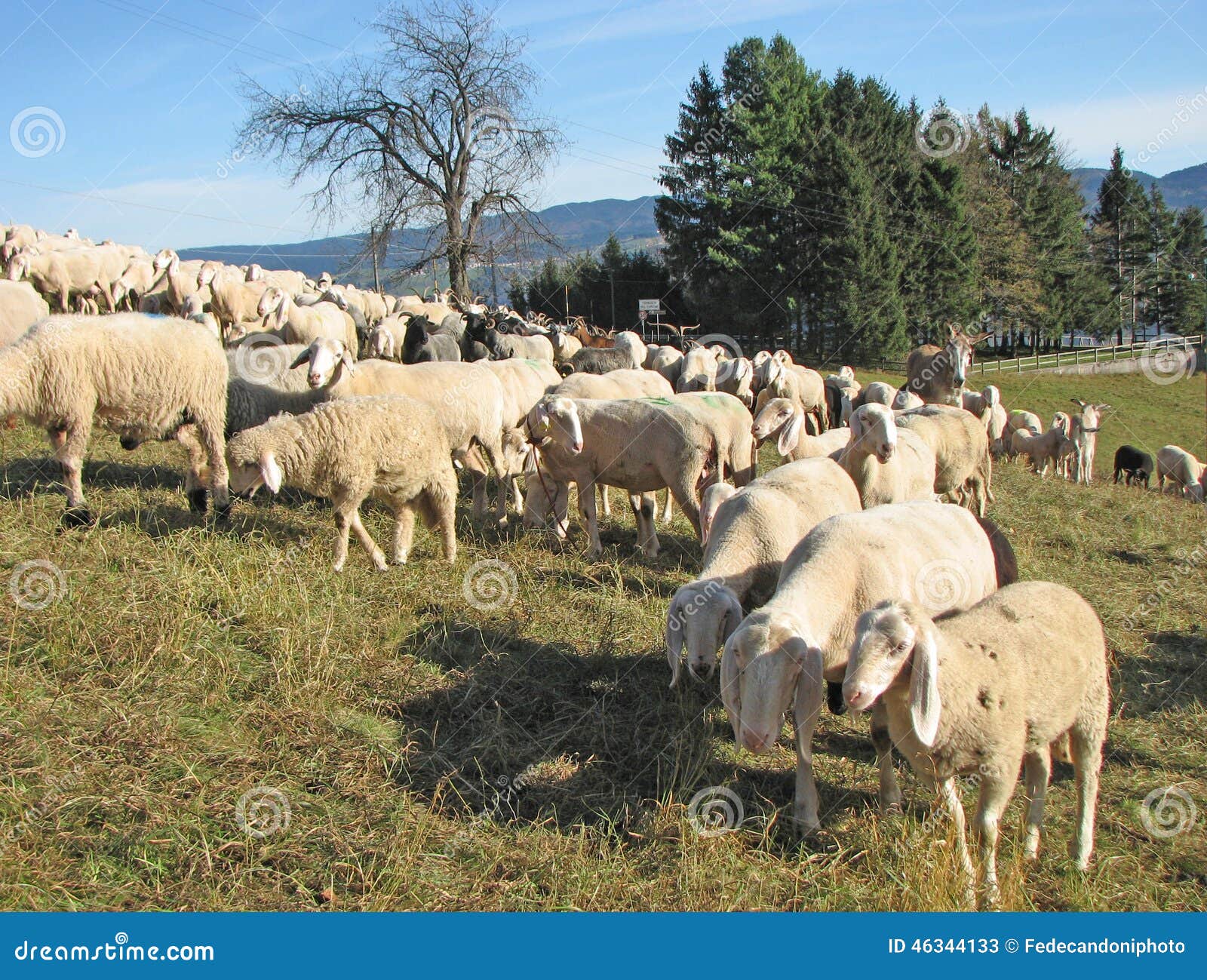 Large Flock of Sheep and Goats Grazing Stock Image - Image of flock ...