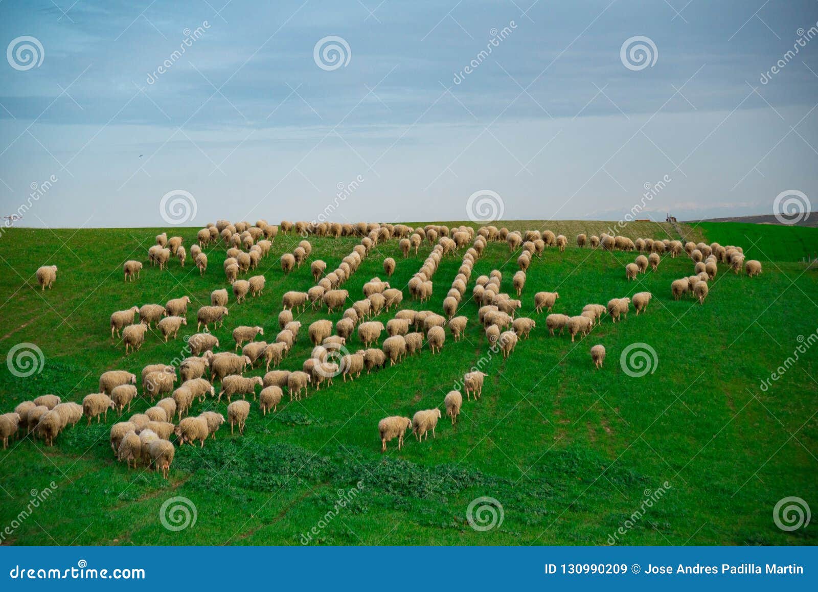 Flock of sheep stock image. Image of happy, nature, sheep - 130990209