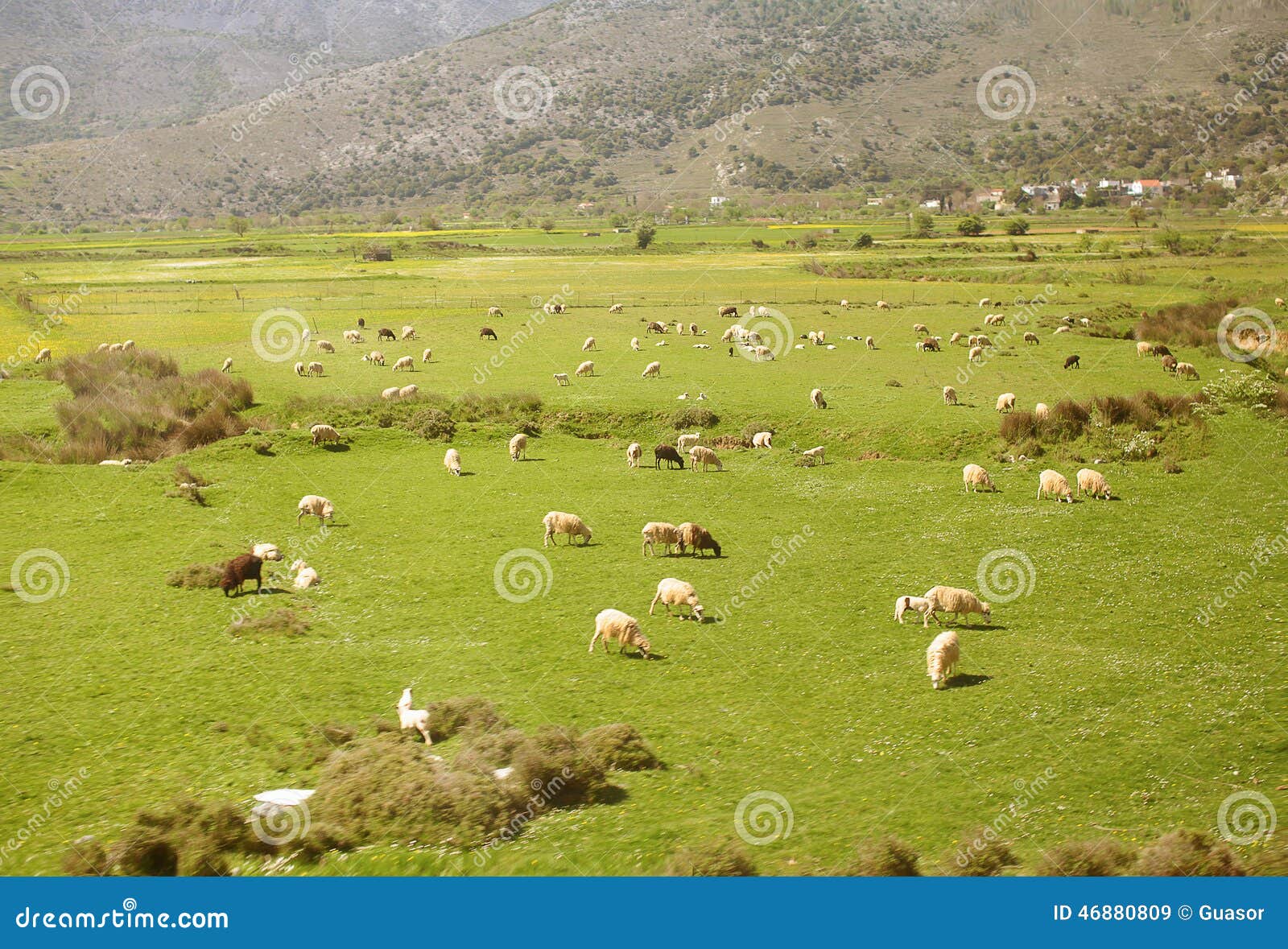 Large flock of sheep stock image. Image of nature, ecology - 46880809