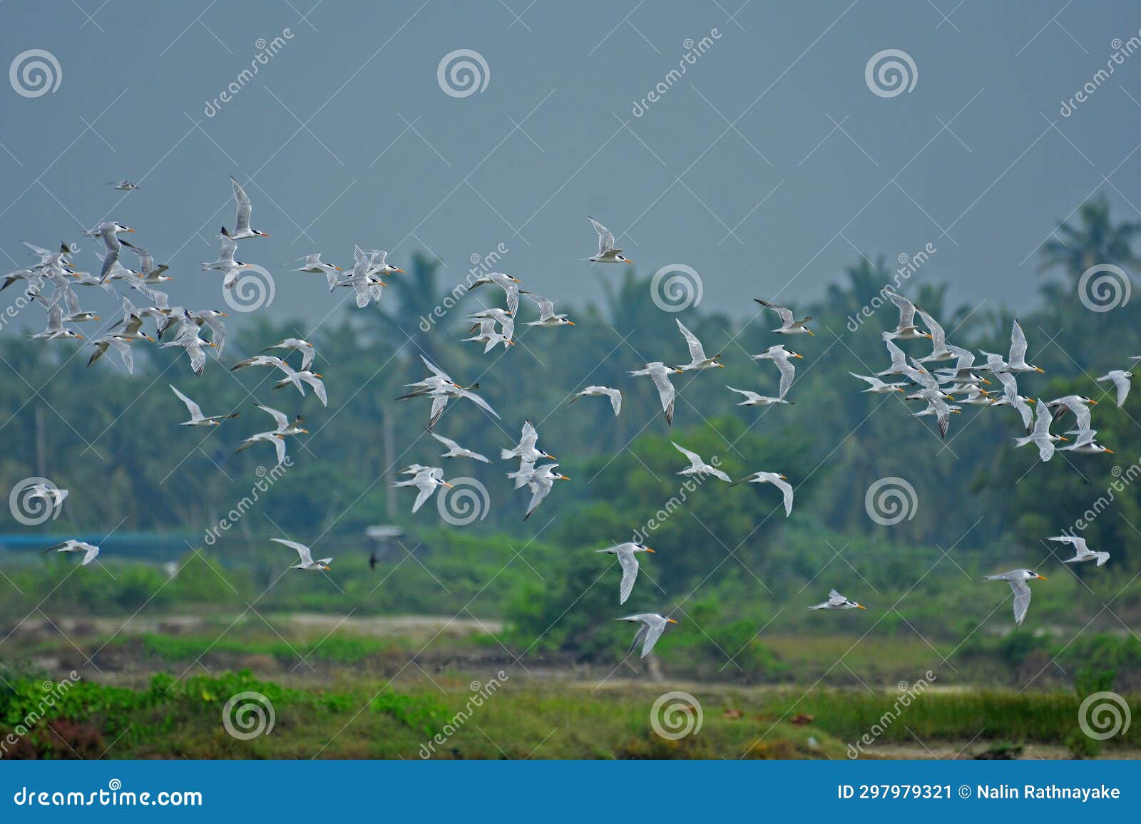 Large Flock of Small Gulls Captured at Puttalam Sri Lanka. Stock Image ...
