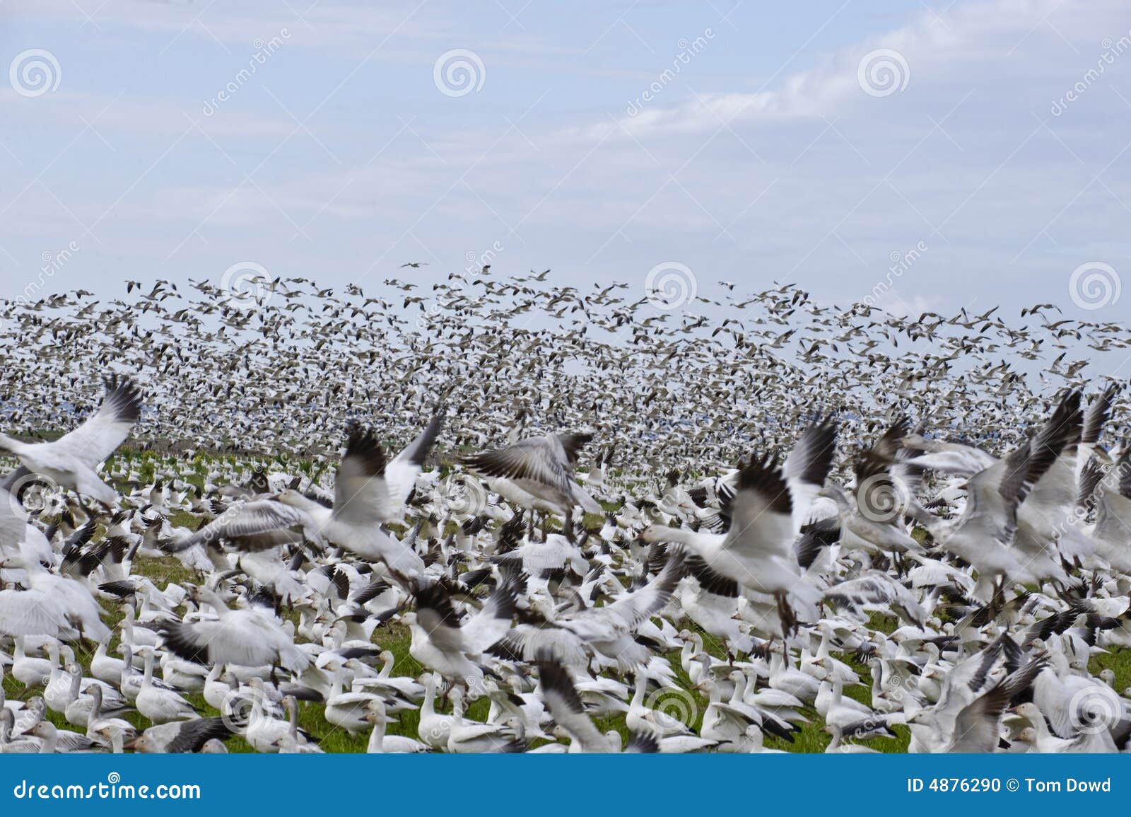 A Large Flock of Snow Geese Stock Photo - Image of group, path: 4876290