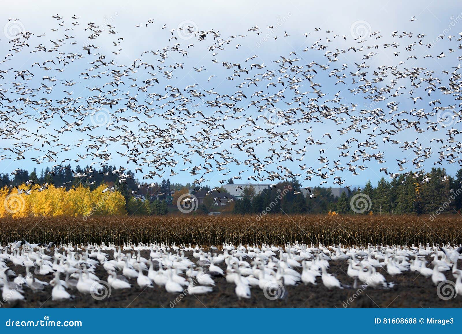 Large flock of snow geese stock photo. Image of migration - 81608688
