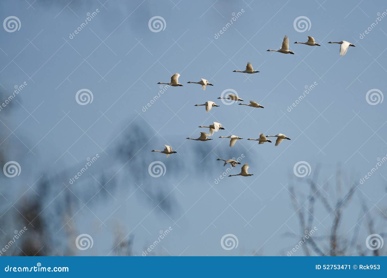 Large Flock of Tundra Swans Flying Over the Marsh Stock Image - Image ...