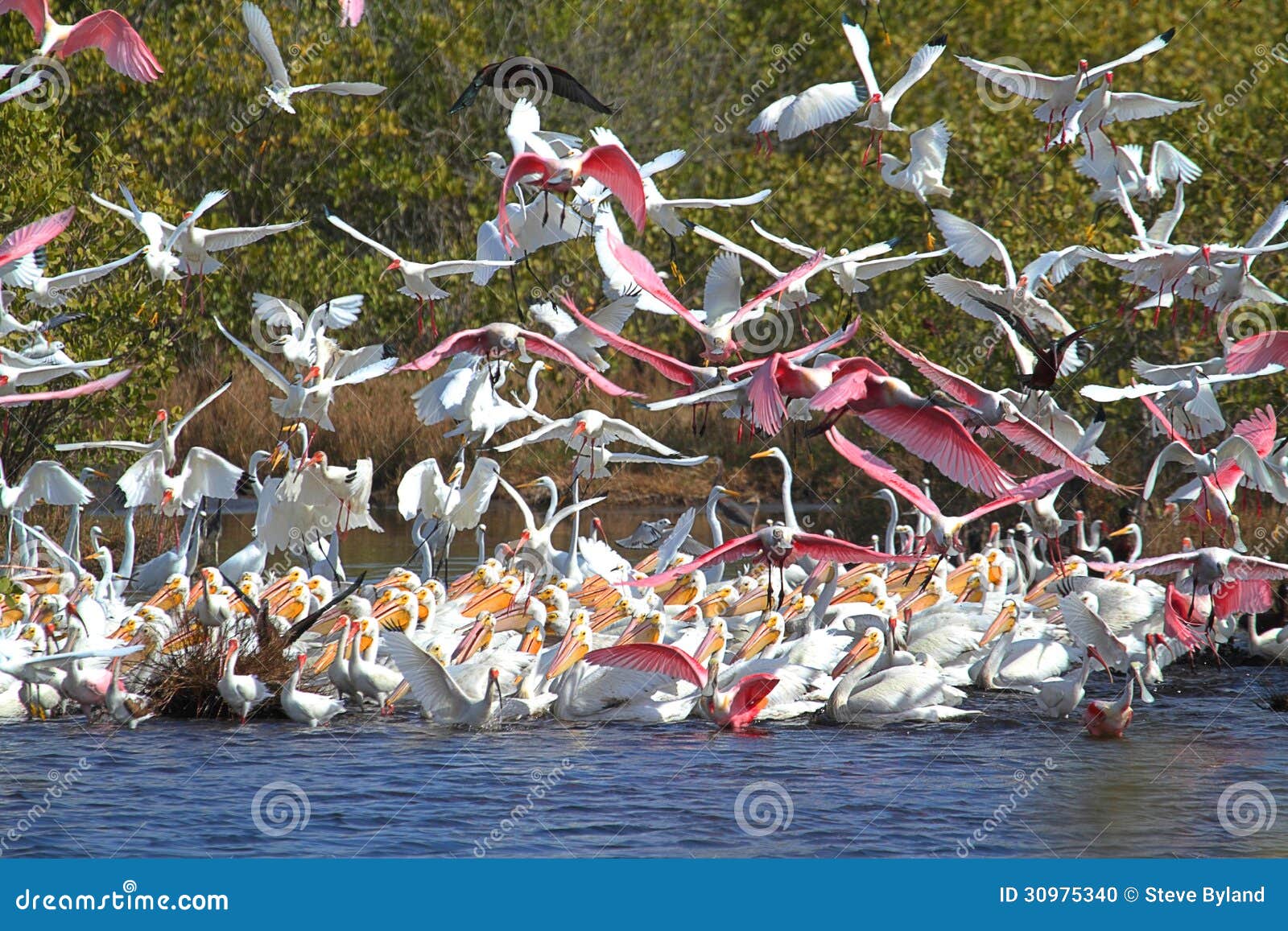 Large Flock of Water Birds Feeding Stock Photo - Image of blue, florida ...