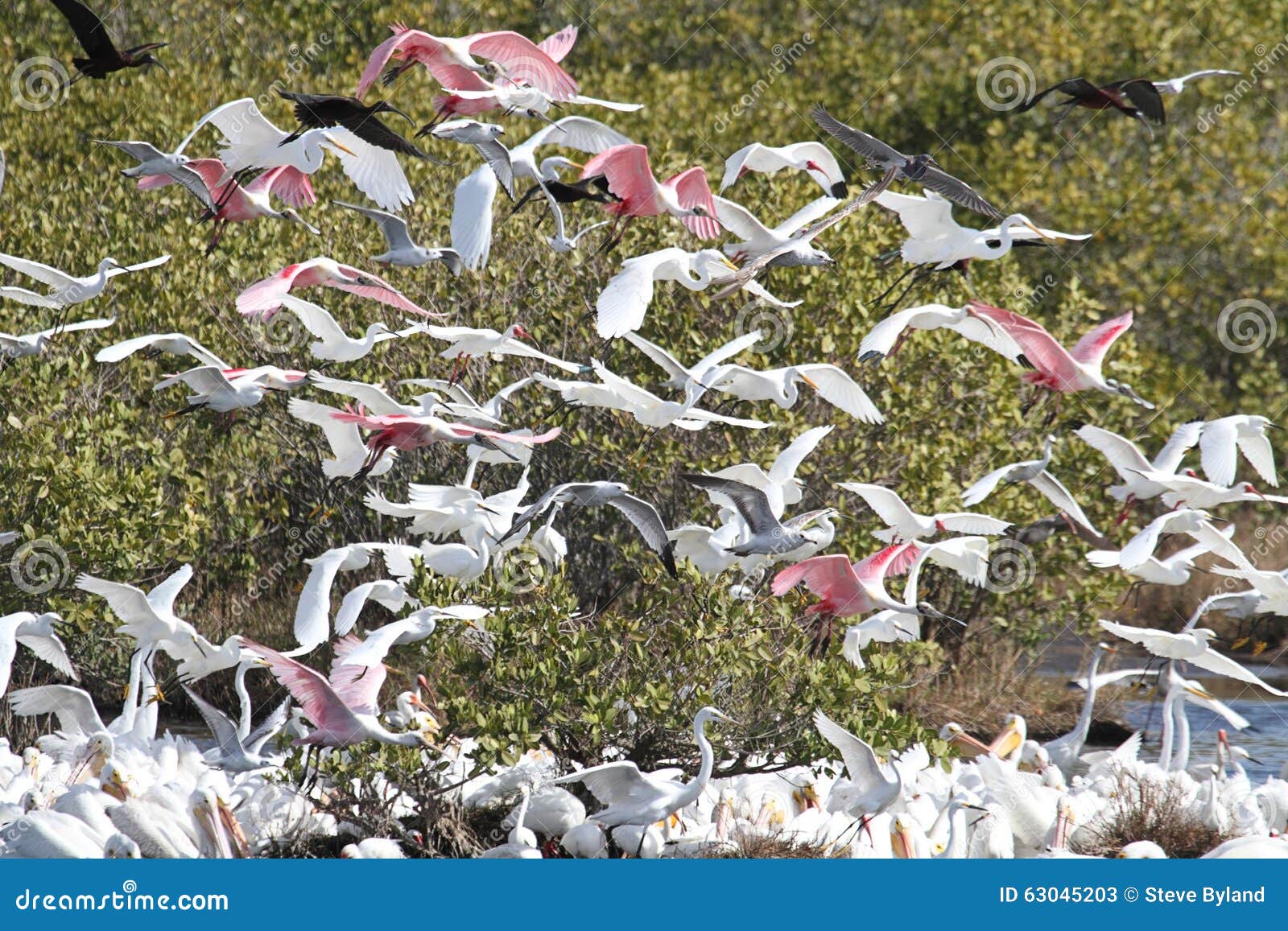 Large Flock of Water Birds Feeding Stock Image - Image of everglades ...