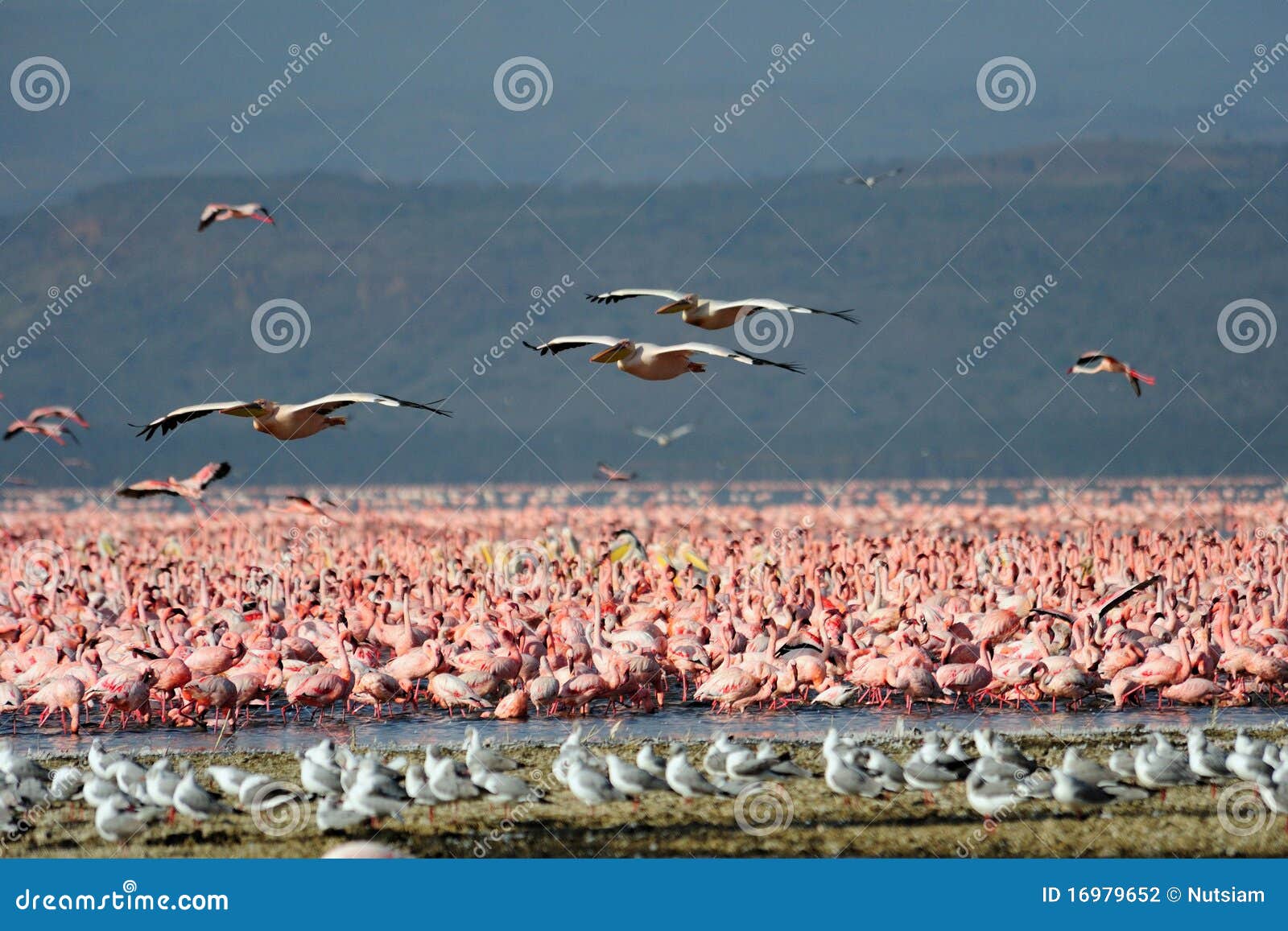 Large flock of wild birds stock photo. Image of pelican - 16979652