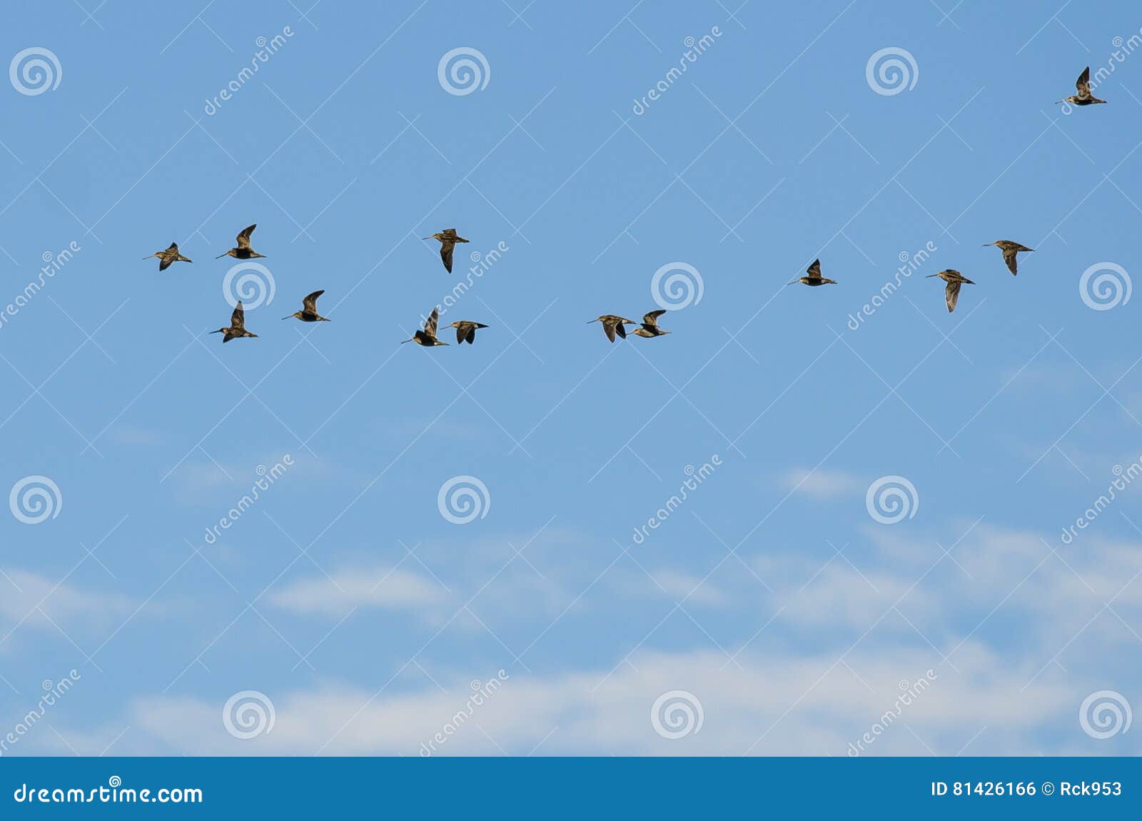 Large Flock of Wilson`s Snipe Flying in a Blue Sky Stock Photo - Image ...