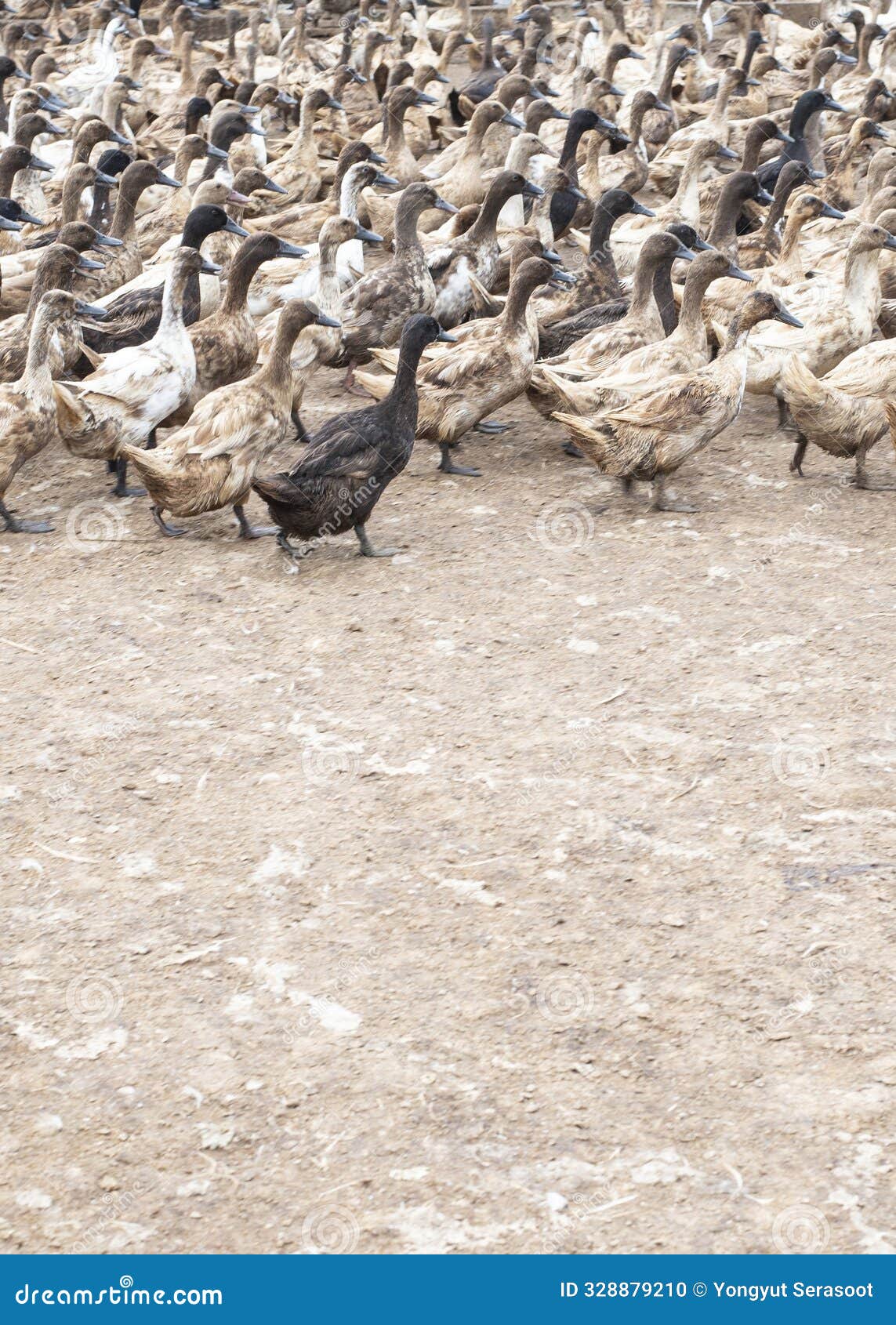 Large Flocks of Pet Ducks in the Cattle Ranch Stock Photo - Image of ...
