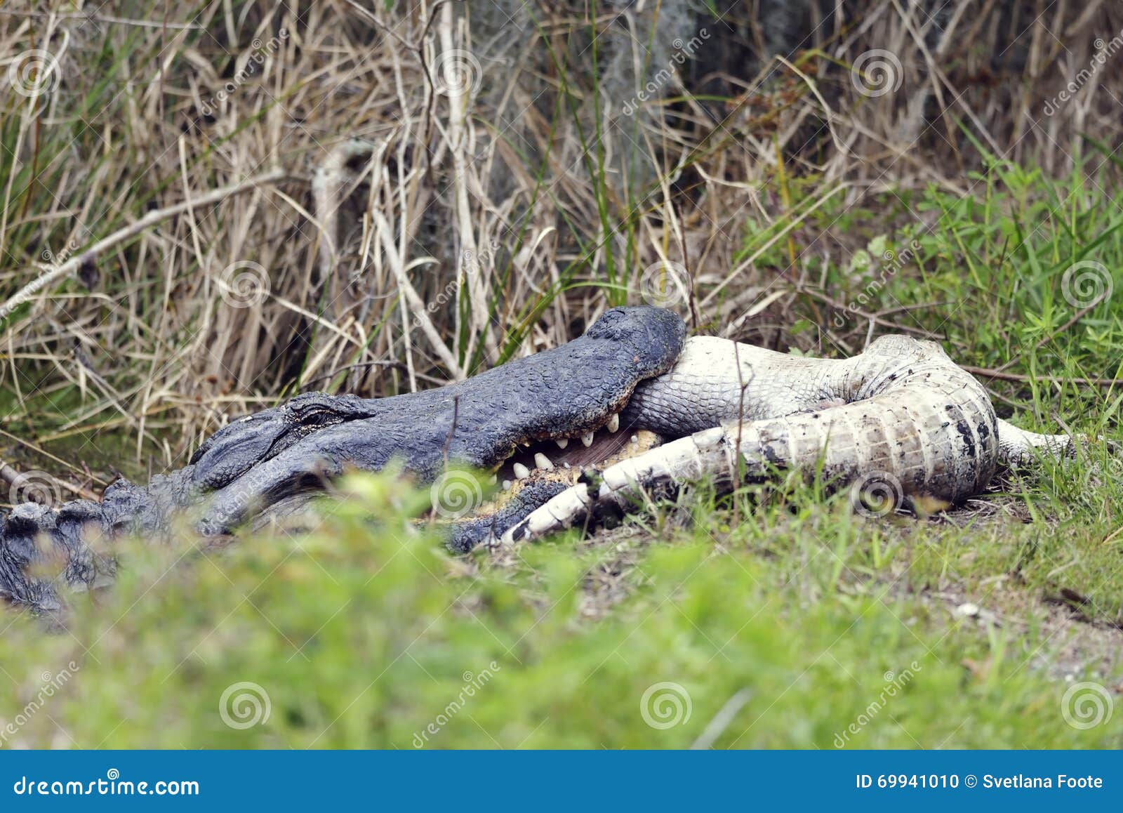 Alligator Is Eating A Fish Stock Photography | CartoonDealer.com #39893000