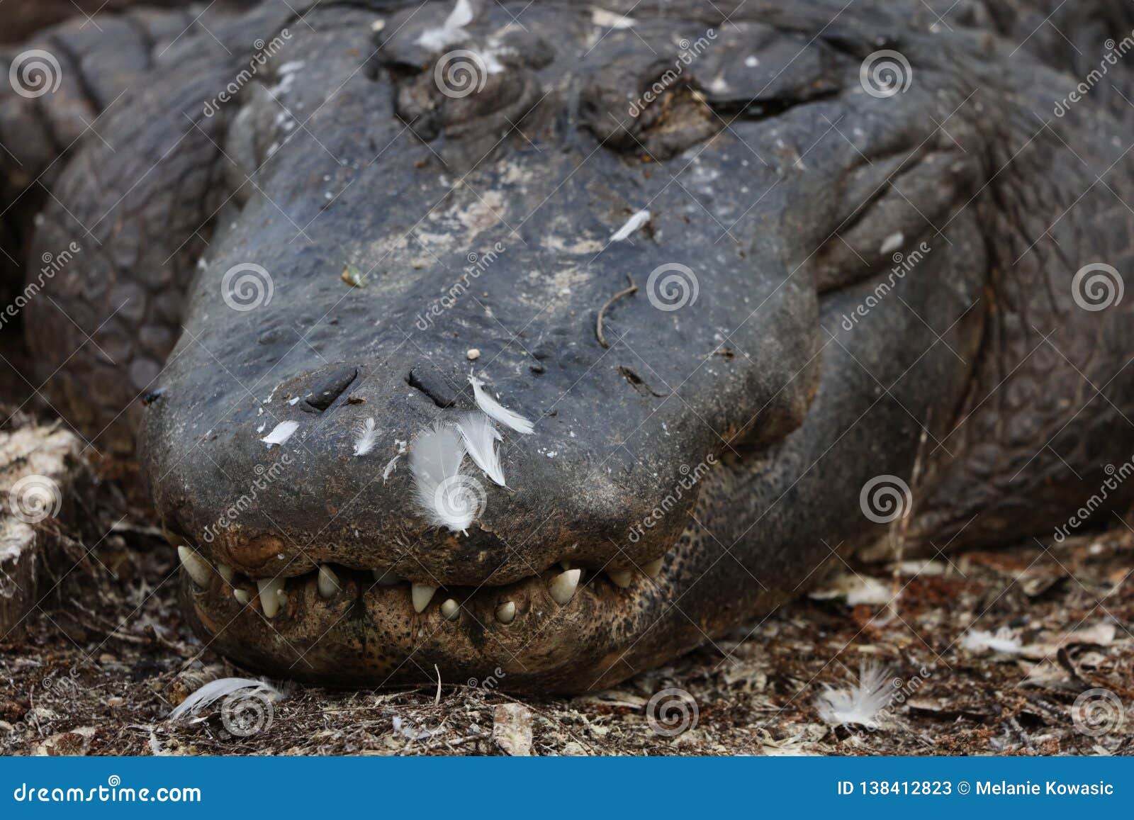 What bird stock image. Image of reptile, feathers, gator - 138412823